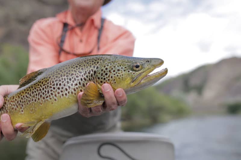 Fishing In Bozeman, MT | Montana Fishing Guides