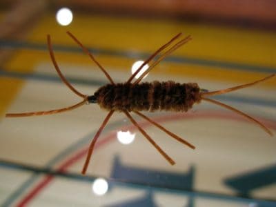 Montana Fly Pattern | Montana Fishing Guides