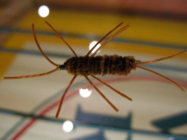 Montana Fly Pattern | Montana Fishing Guides